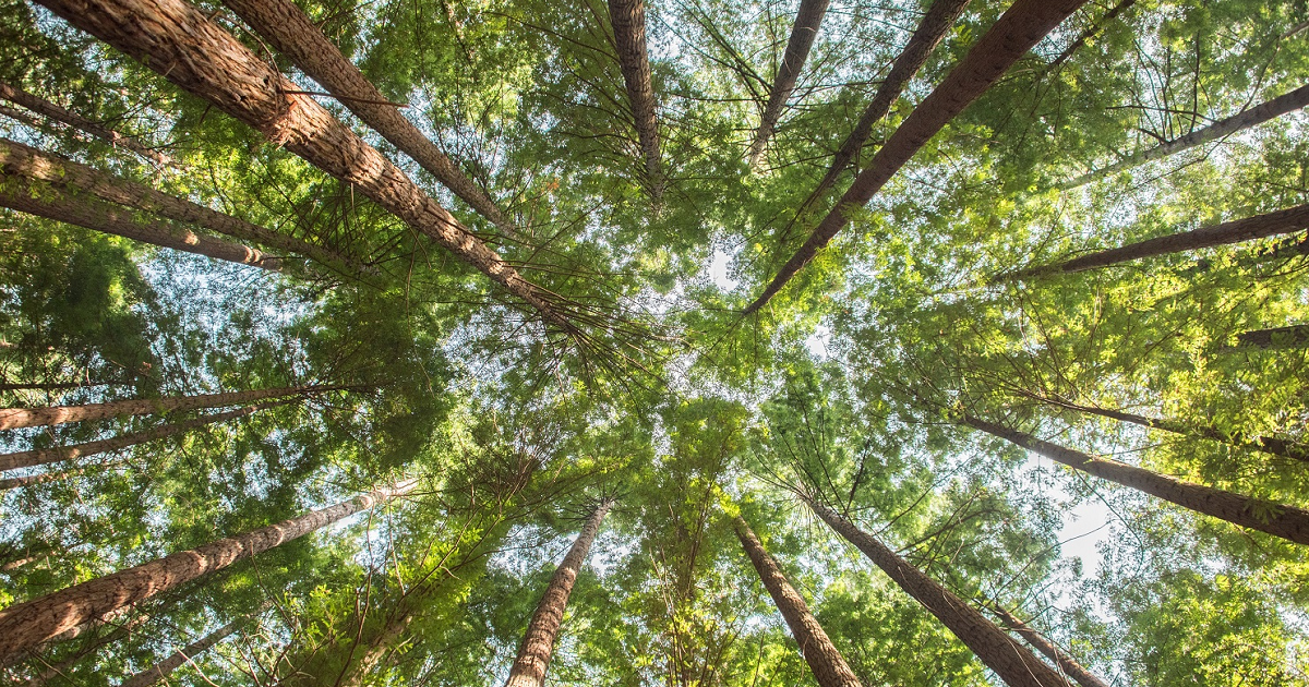 Tree Sales and Transplanting | Treemendous Trees